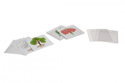First Set of Botany Cards - Montessori Design