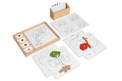 Botany Puzzles & Cabinet - Montessori Design