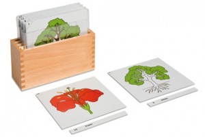 First Set of Botany Cards - Montessori Design